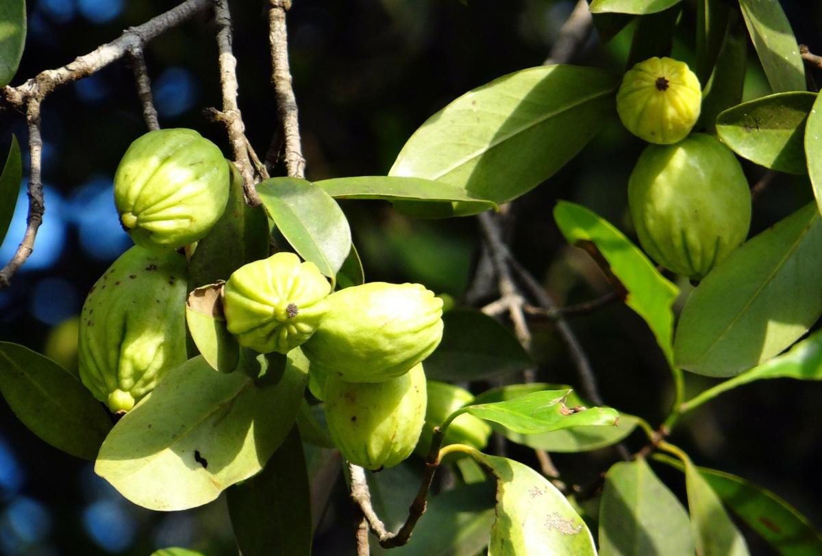 Garcinia Cambogia, cos’è e come funziona • Terzo Binario News