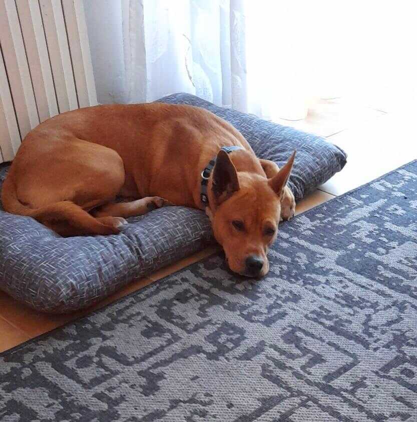 Cani da salvare, per Simba serve un'adozione urgentissima • Terzo ...