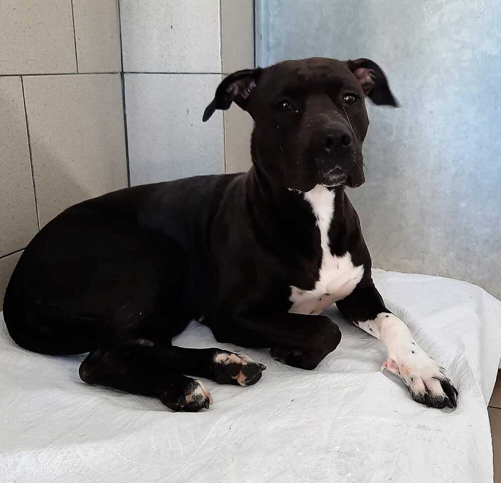 Luna, bellissima pitbull abbndonata da padroni pessimi ne cerca uno che ...