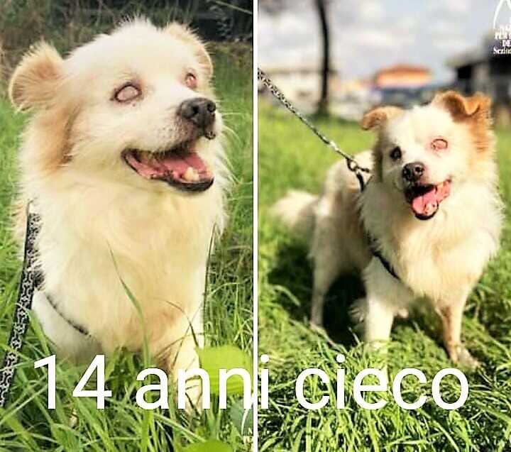 Aiutiamo Red, volpino cieco e anziano finito in strada ad Ostia • Terzo ...