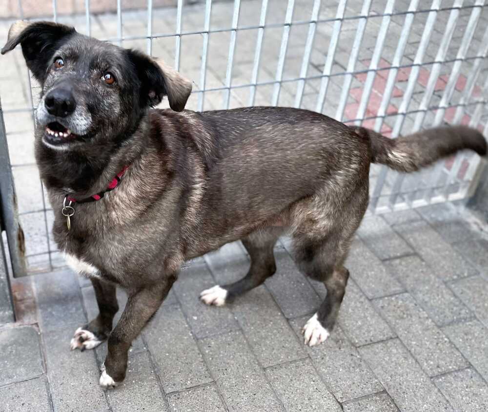 Cocca, tenera cagnolina aspetta una famiglia • Terzo Binario News