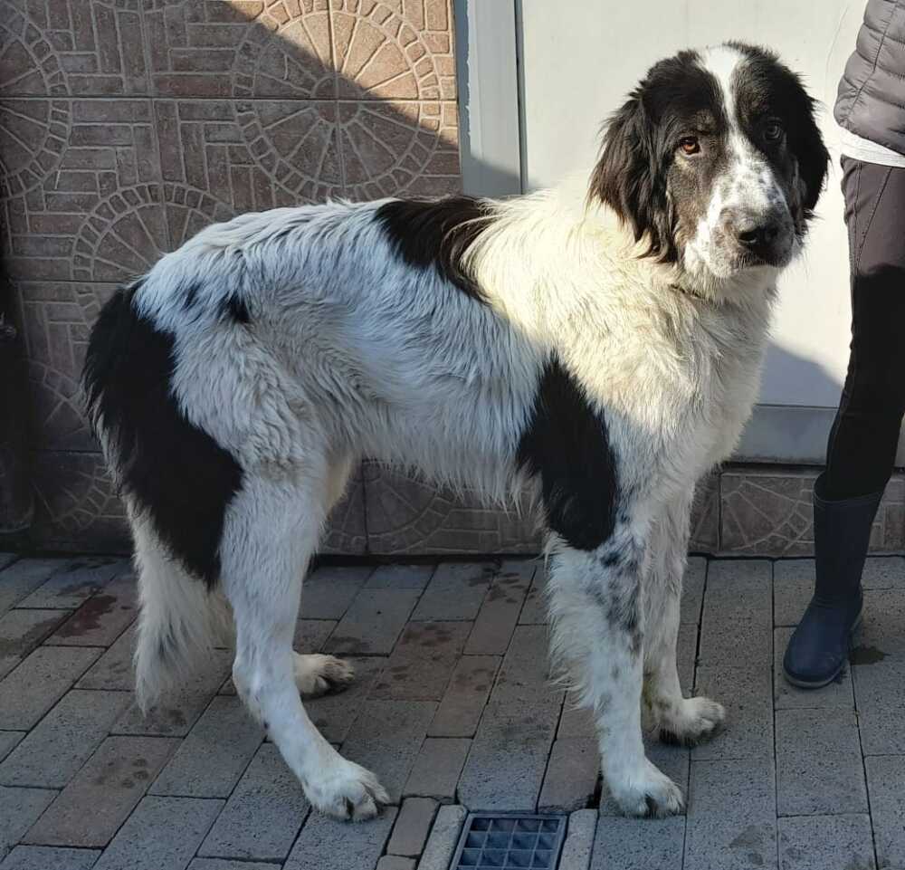 Rex, splendido pastore rumeno ha perso il suo padrone: se ne merita un ...