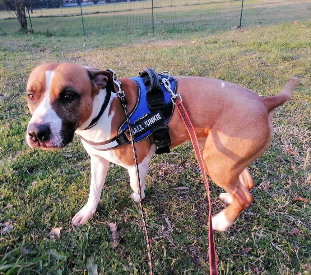 Brian, un bel pitbull cerca un padrone da amare • Terzo Binario News