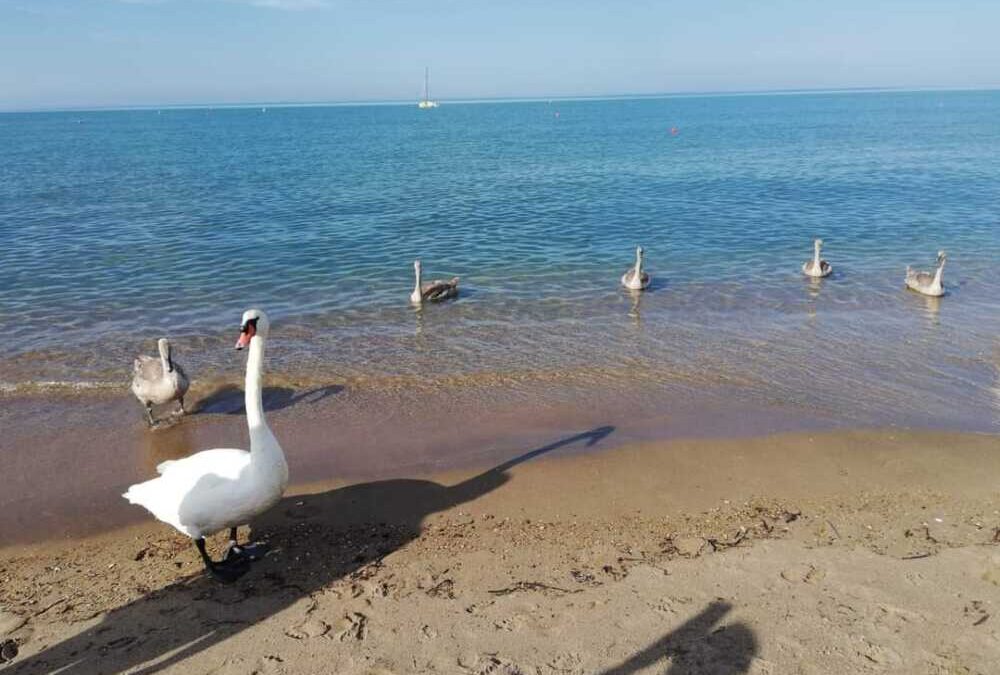 Cigni meravigliosi sulla spiaggia di Campo di Mare • Terzo Binario News