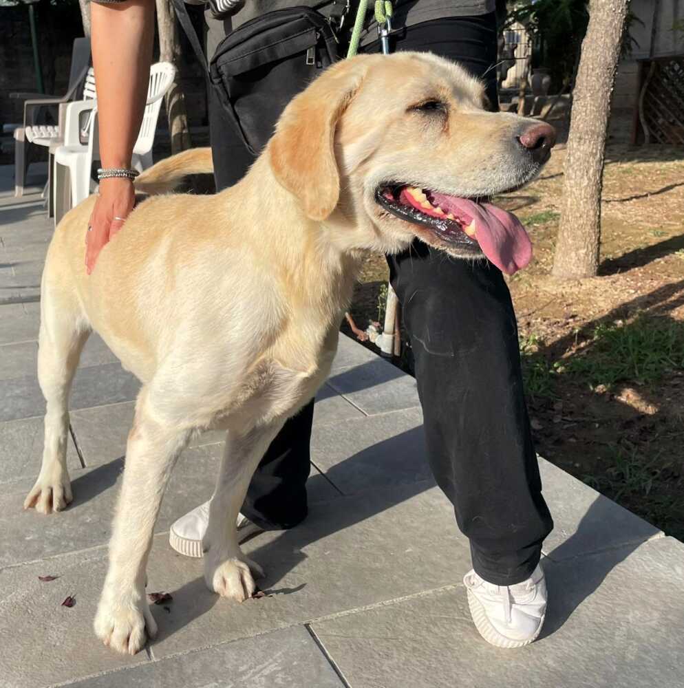 Milo, Eden, Tyson e poi il povero Iron: tutti si meritano un'adozione ...