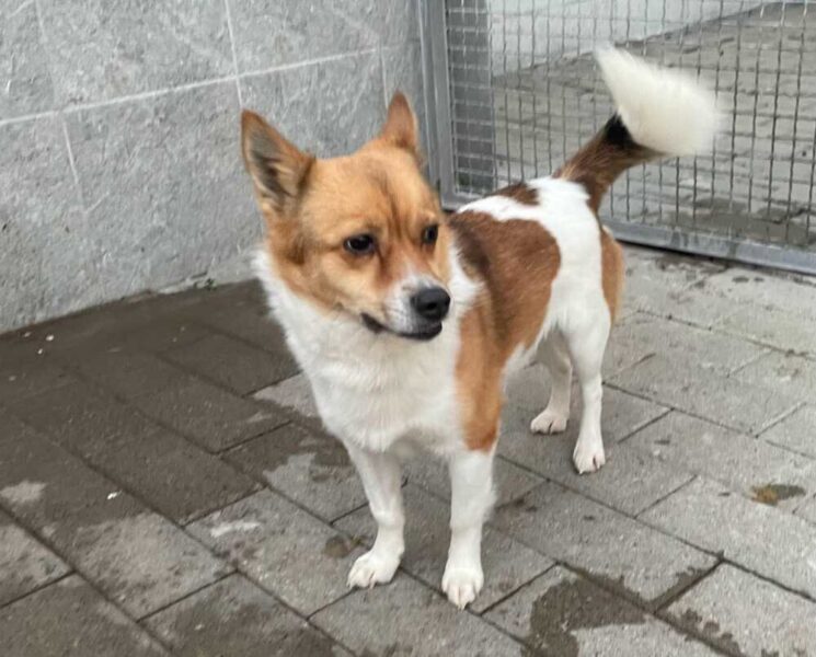 Macchia e Haky, entrambi aspettano chi li adotti pure a distanza ...