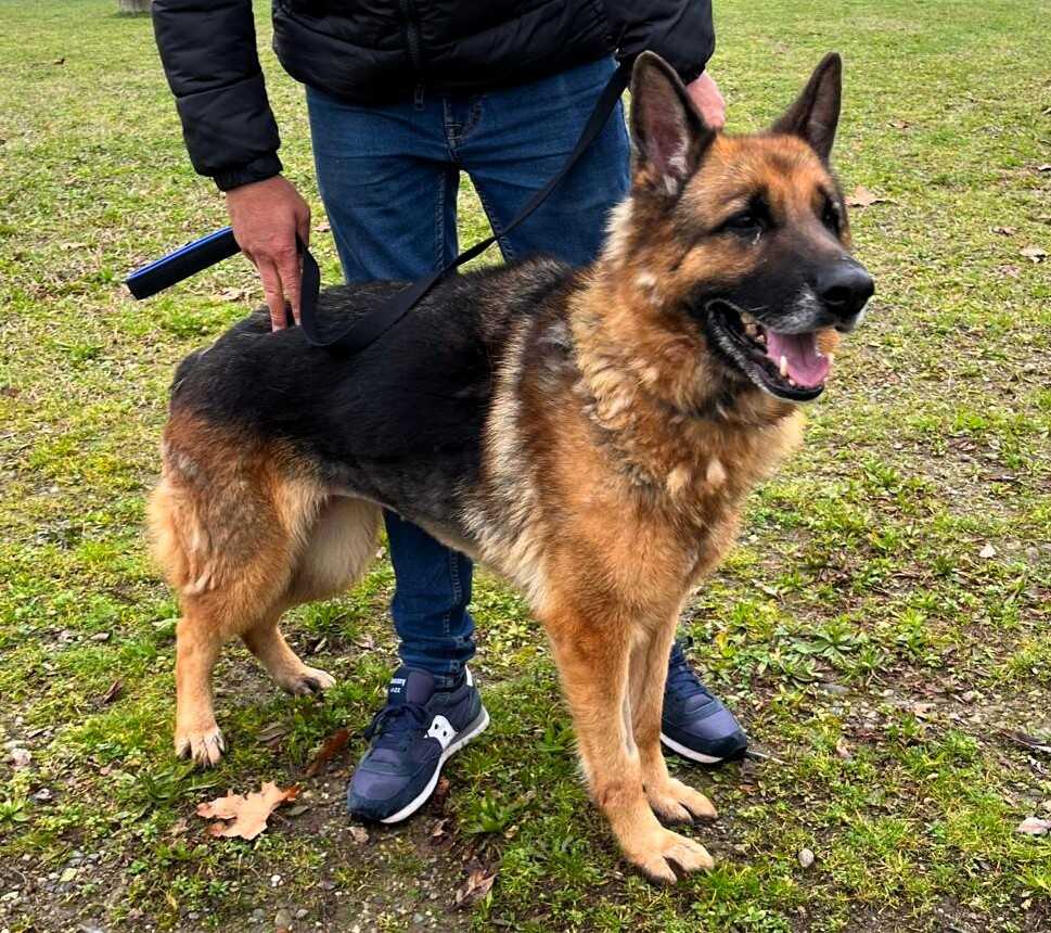 Xina e Rasco sono belli e affettuosi pronti ad essere adottati • Terzo ...