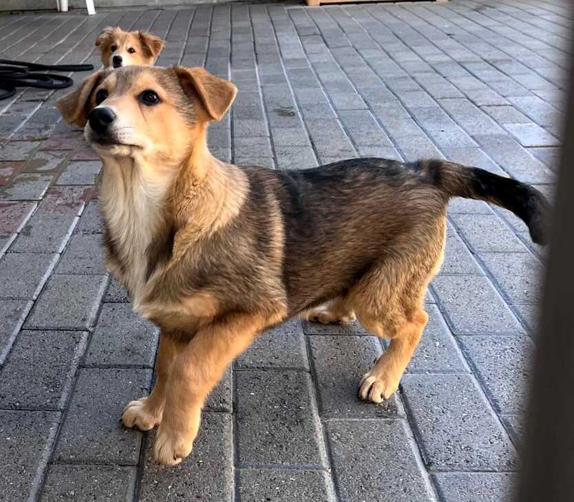 Bubi splendido cucciolo da adottare subito • Terzo Binario News